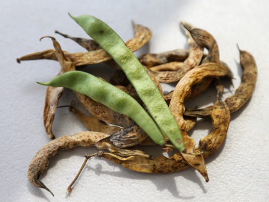 Our Food Roots: Appalachia's beans you can't find in the store