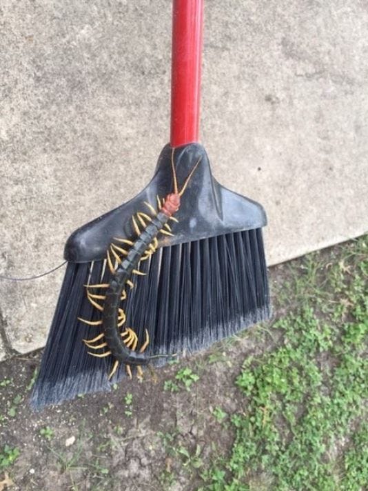 Texas-sized redheaded centipede is terrifying the Internet