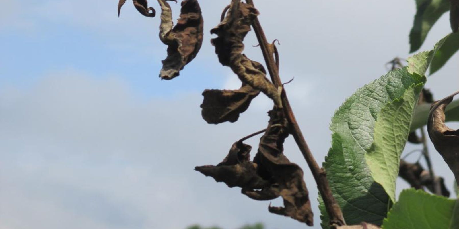 OSU Extension: More Fire blight symptoms being seen