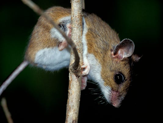 Skalicky: Field mice serve valuable roles