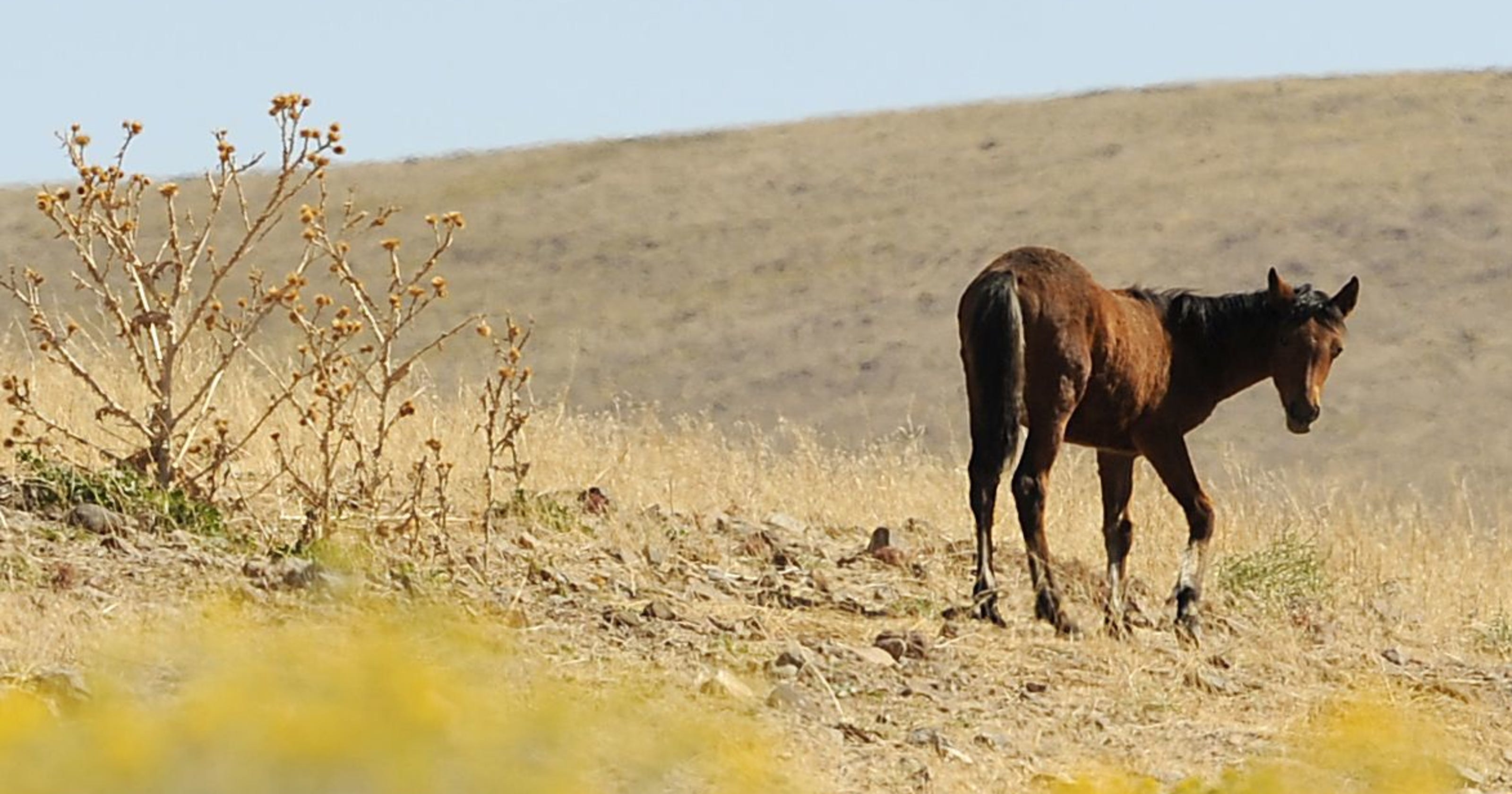 BLM captures 1,178 mustangs, removes 873 near Nevada-Idaho line