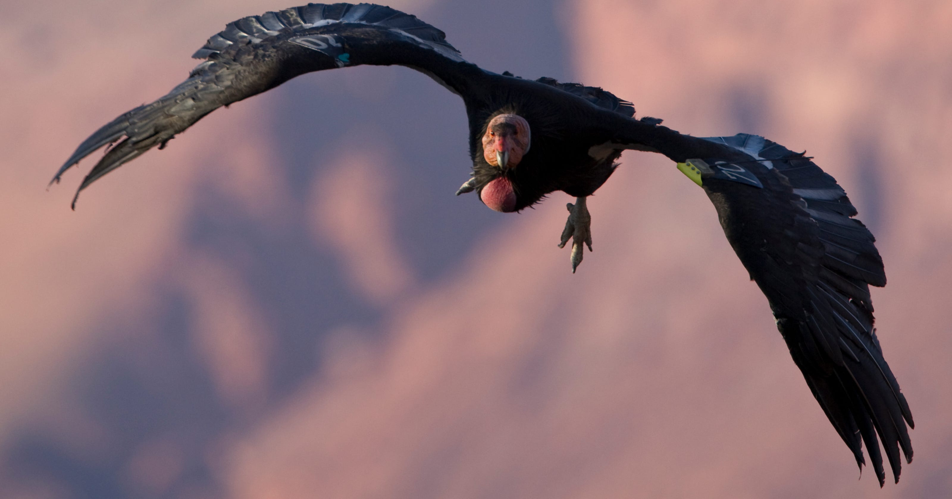 How hunters are saving endangered condors