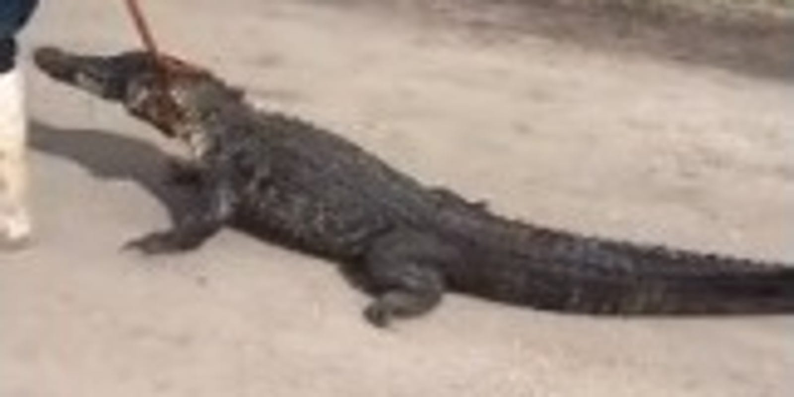 Gator pulled from pipe by trapper in Martin County