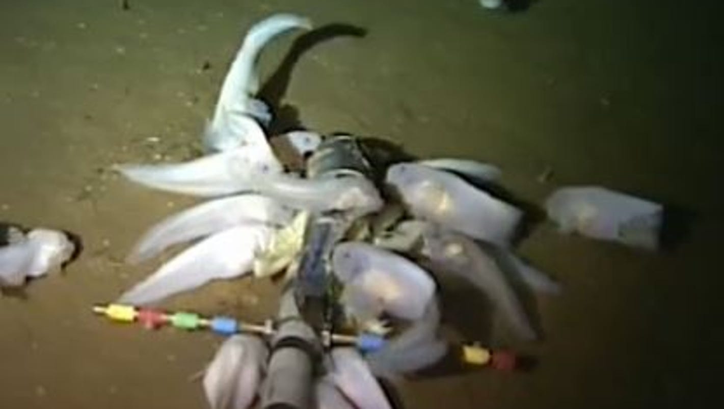Deepest fish found 5 miles down in Pacific trench