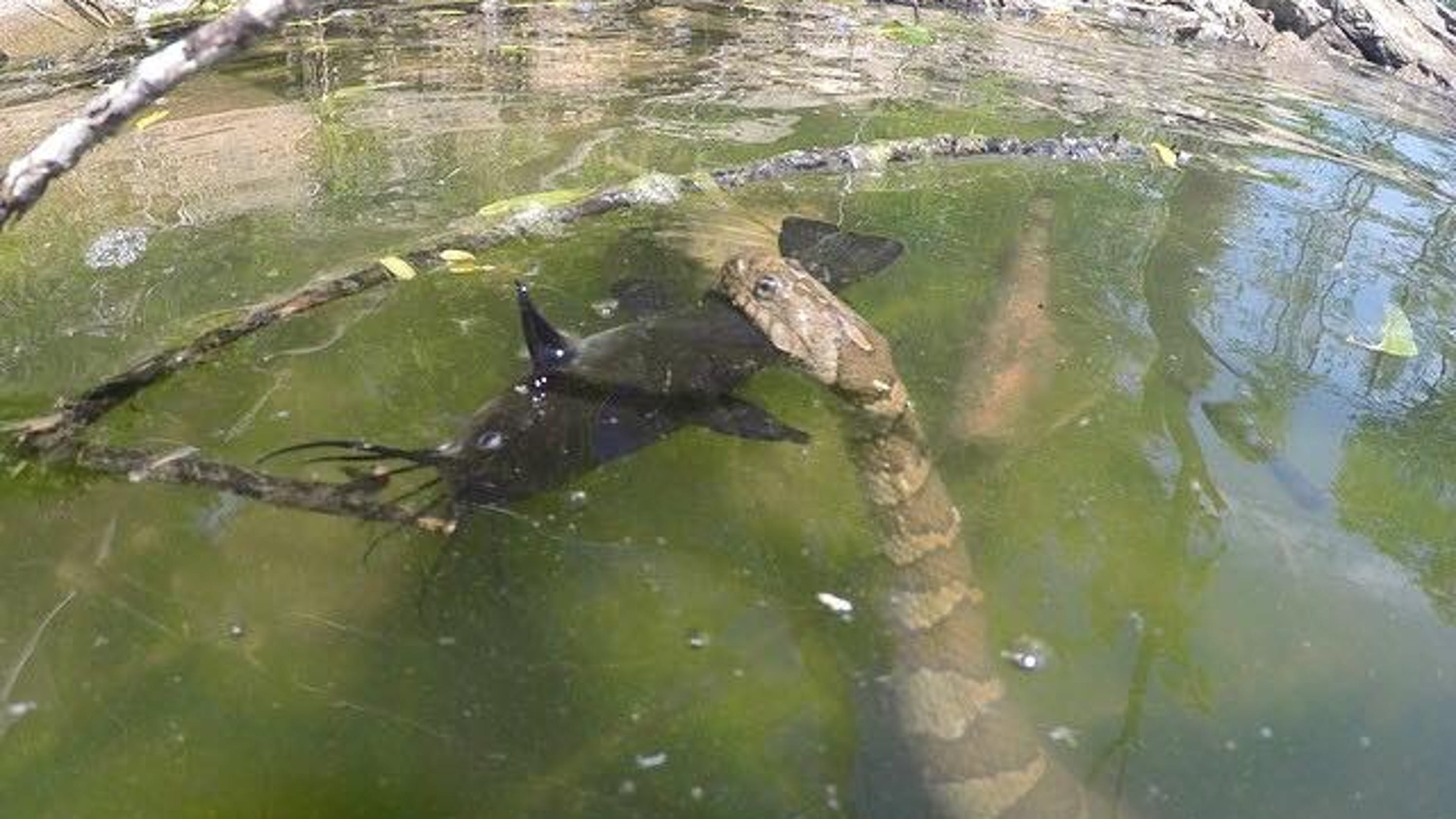 Huge swimming snake eats catfish in incredible photo