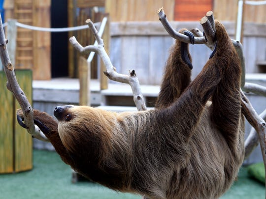 Meet Chico, the new sloth at the Texas State Aquarium