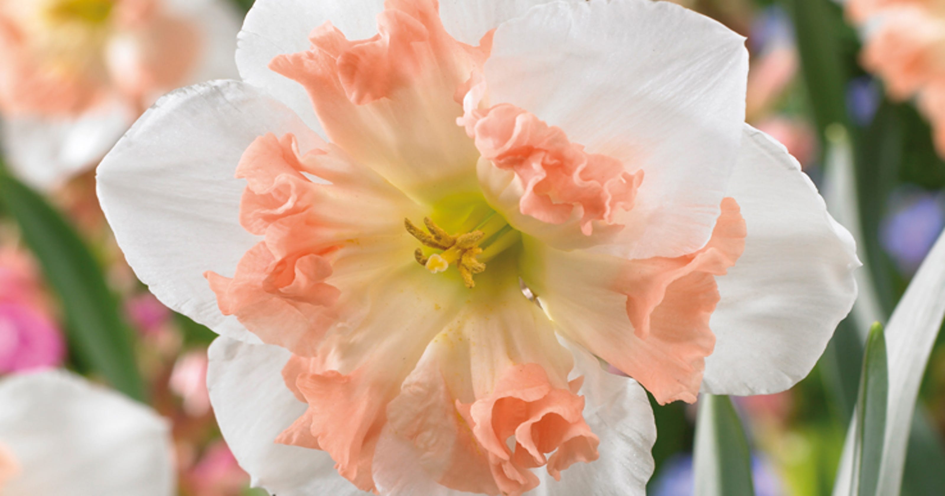 Plant bulbs now for a burst of spring color