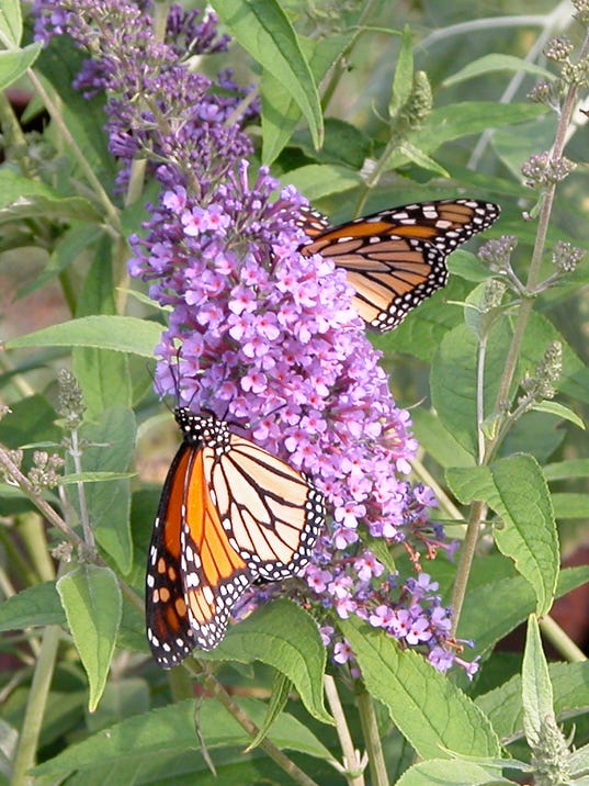 Plant Wisely To Attract Butterflies plant-wisely-to-attract-butterflies