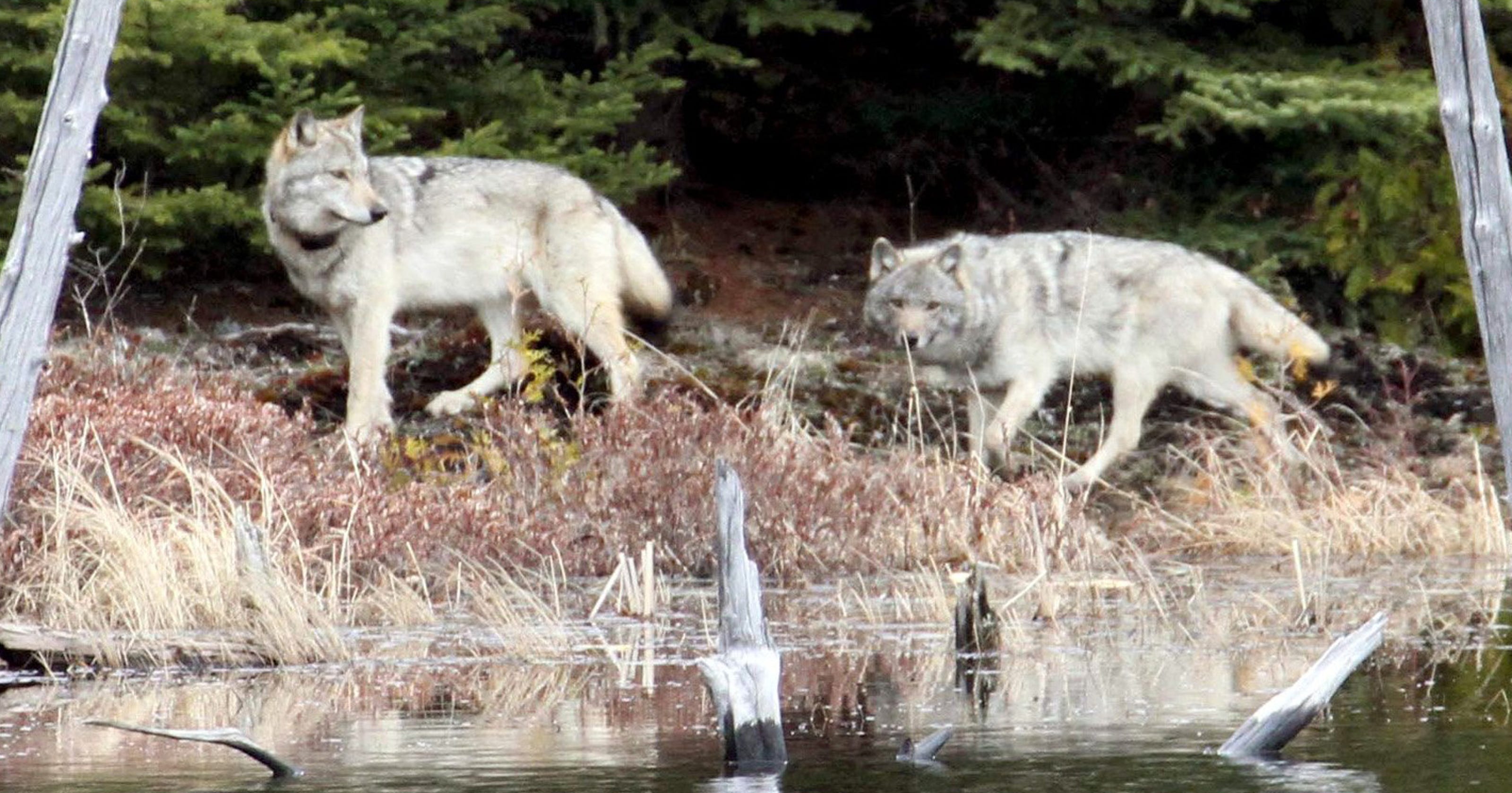 Park Service limits Isle Royale study to wolves' future