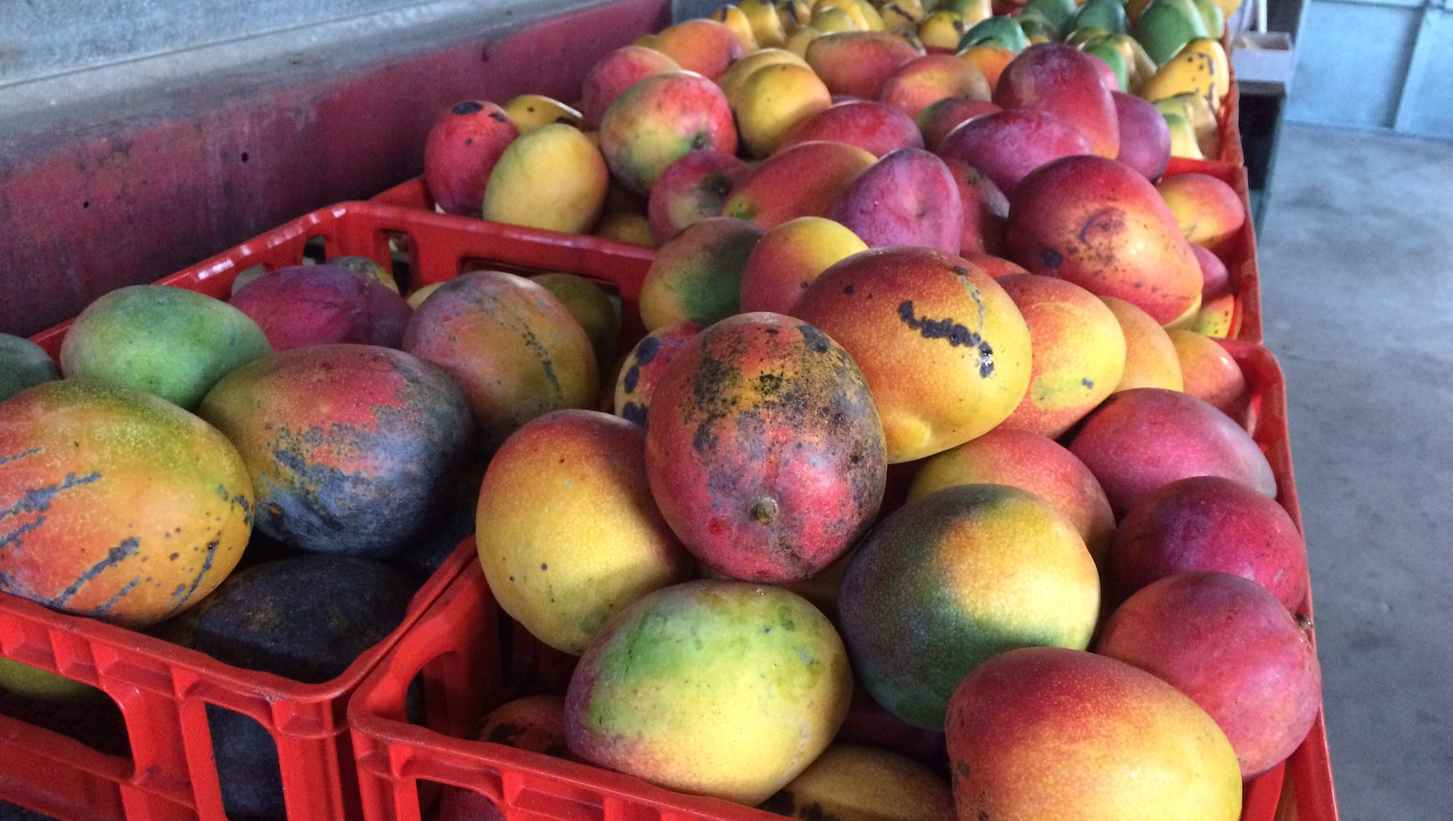 Celebrate 20 years of mangoes at MangoMania