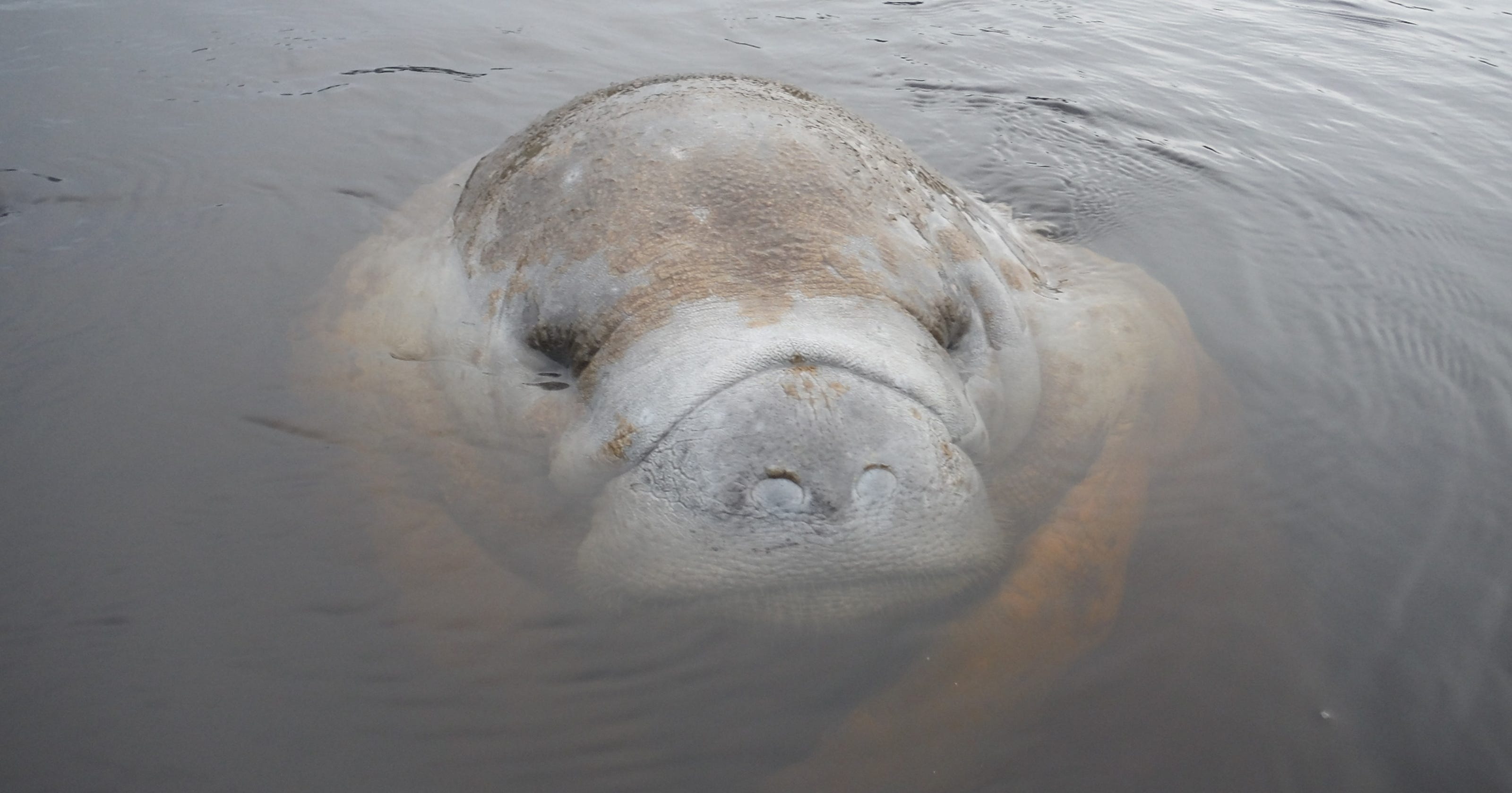 Manatee sightings: 6 places to spot sea cows in Southwest Florida