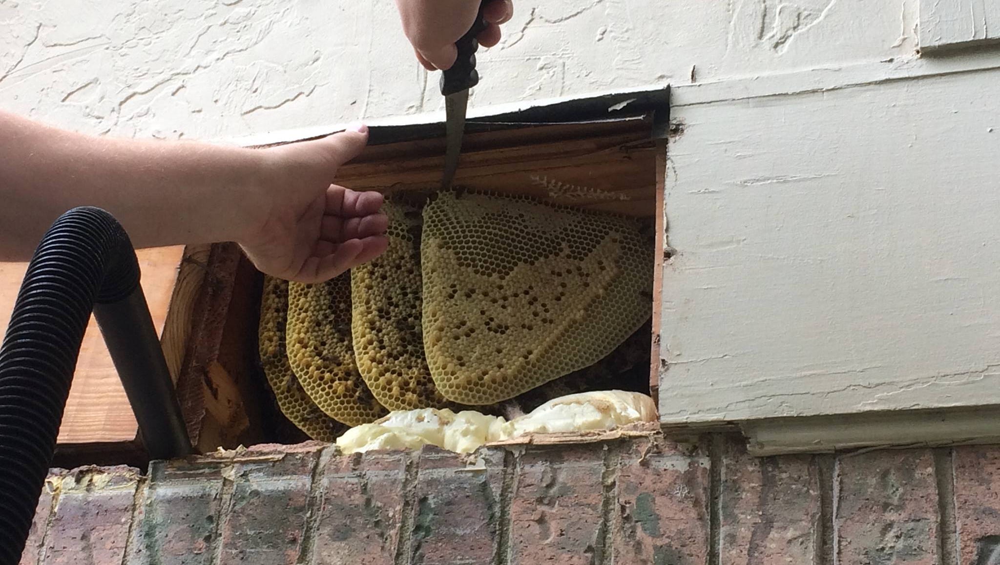 The buzz: What to do if you find bees in your home
