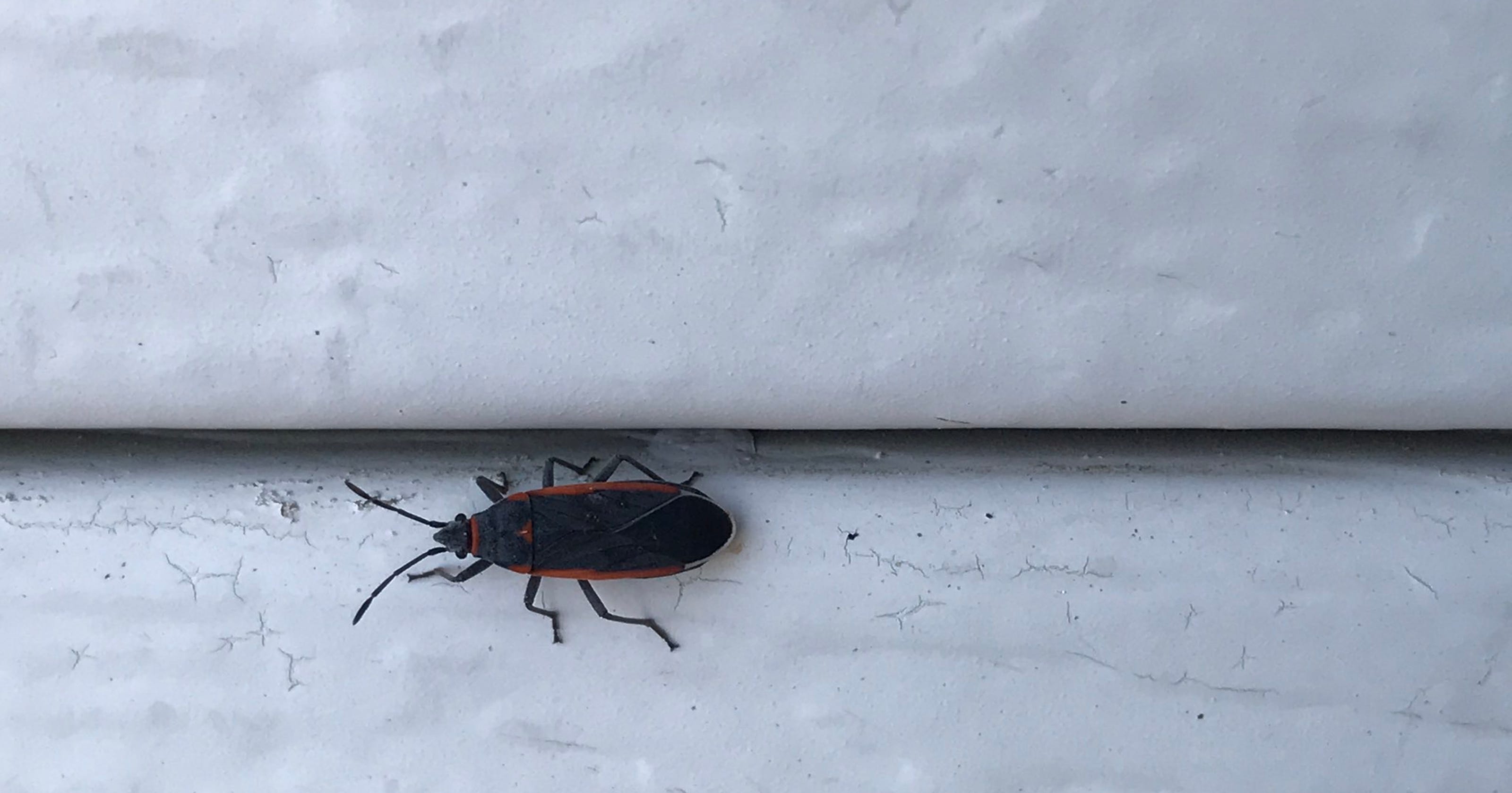 Small bugs that have dotted Palm Springs in recent weeks spotted in ...