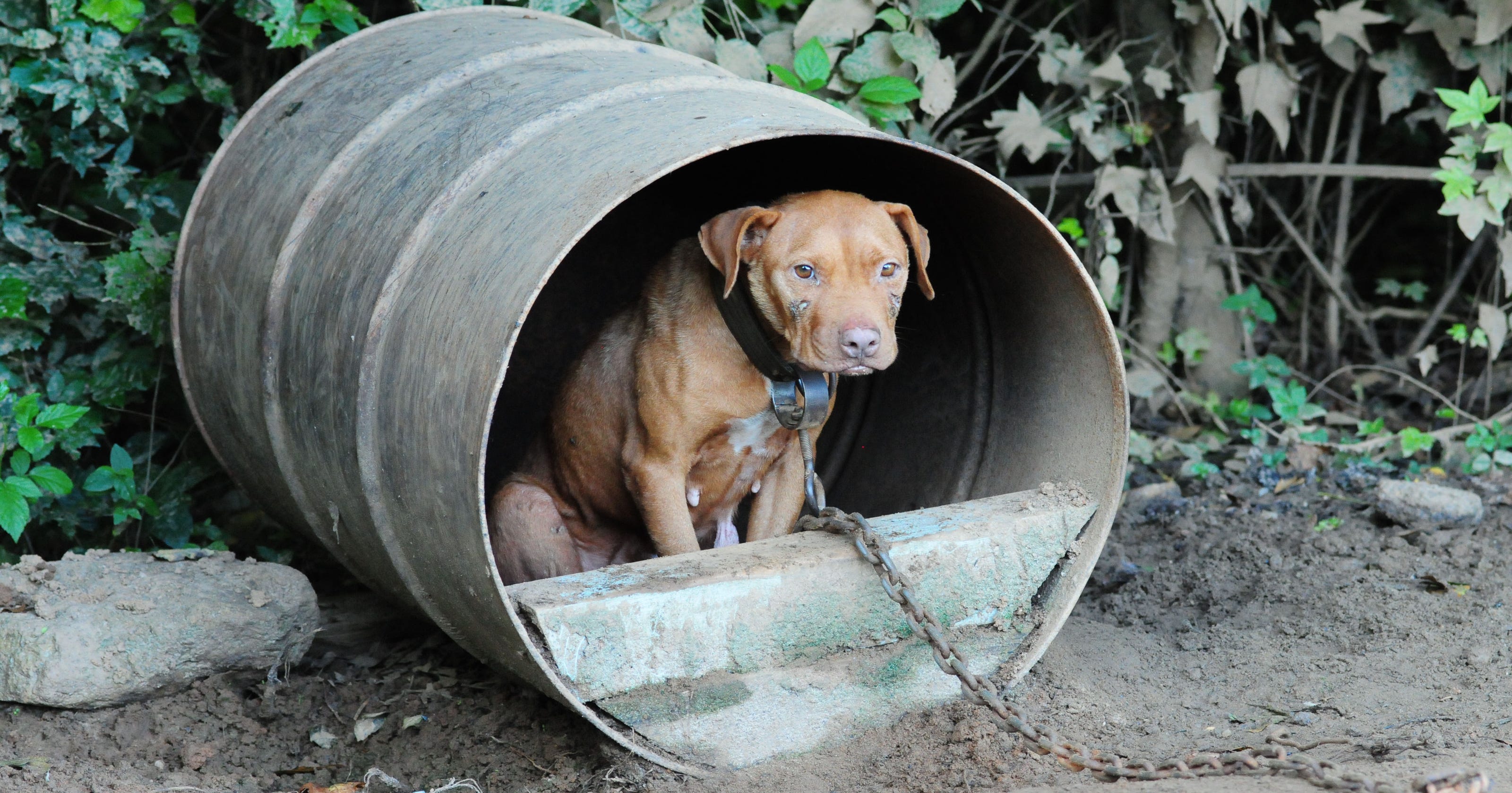 367 dogs rescued in raids of dog-fighting operations