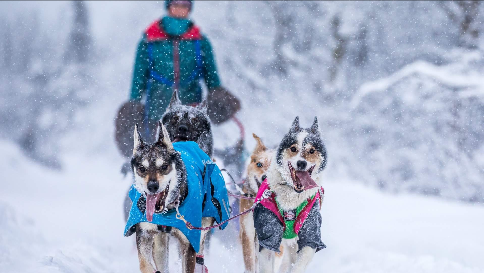 How Many Dogs Have Died In The Iditarod 2018