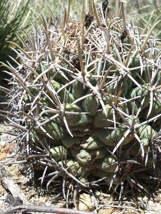The Pima Pineapple Cactus of Arizona is endangered