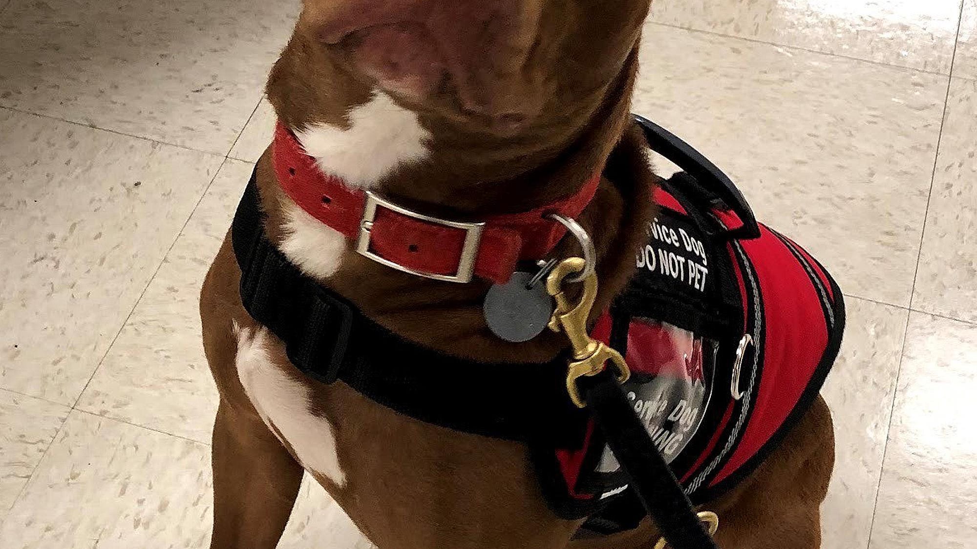 Shelter Tails: PTSD or deafness? Adopt Mallard