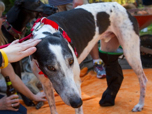 Ex-racing greyhounds make gentle companions