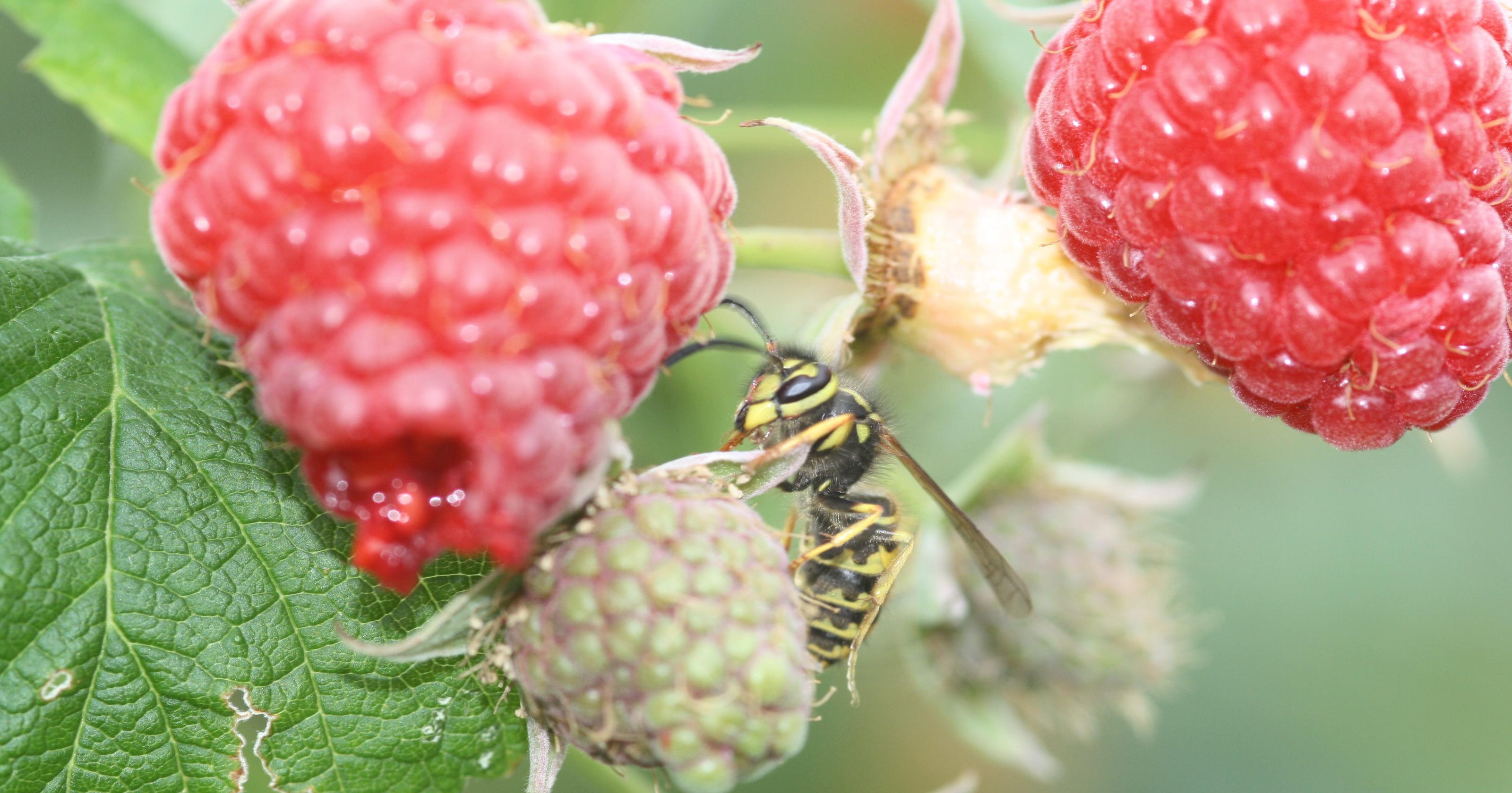 Yellow jacket wasps swarming in Great Falls area