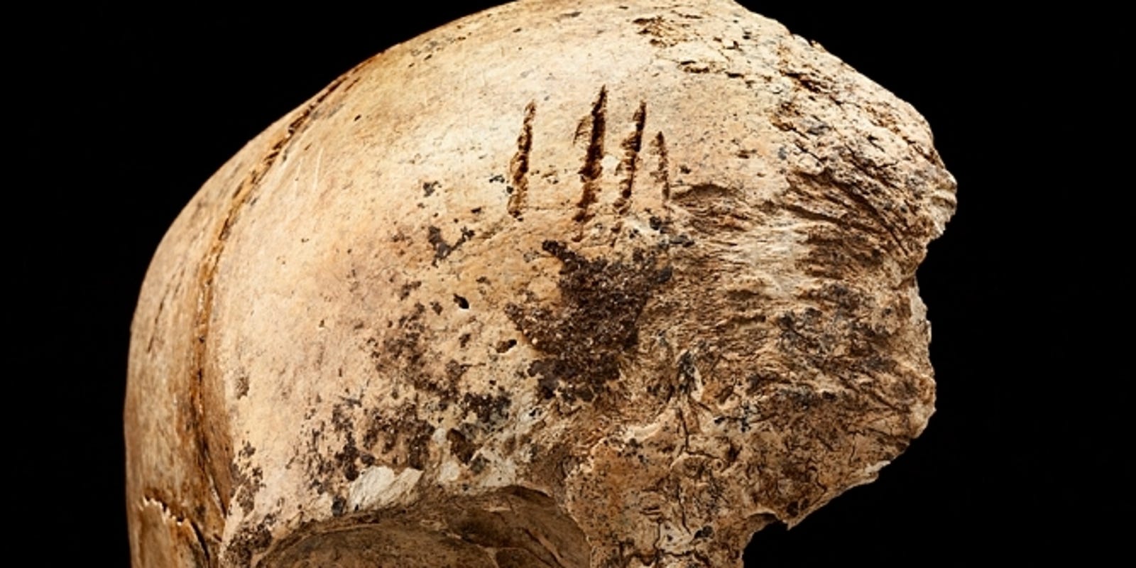 Jamestown cannibalism confirmed by skull from 'Jane'