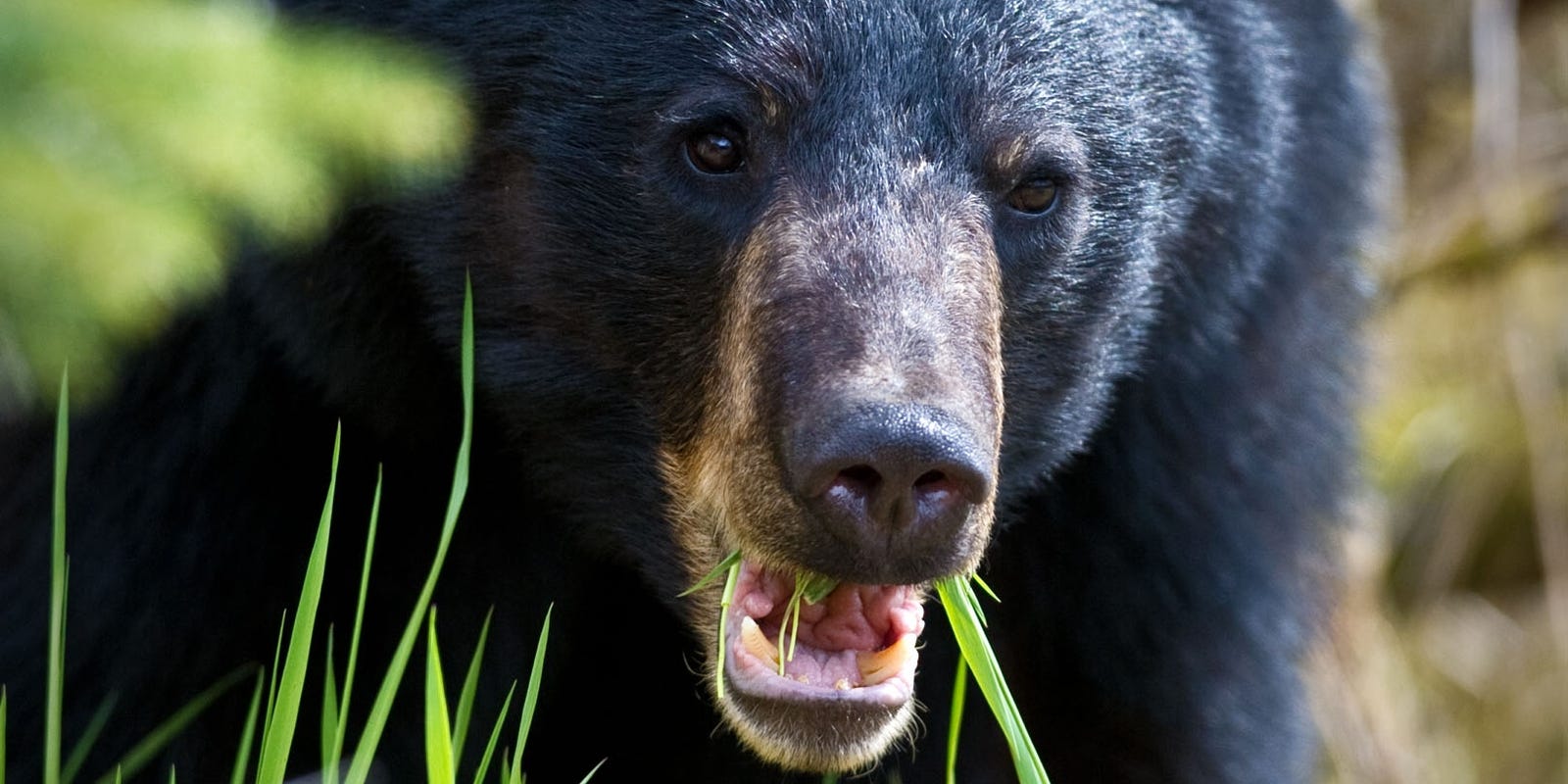 Black bear attacks elderly bedridden woman in New Mexico
