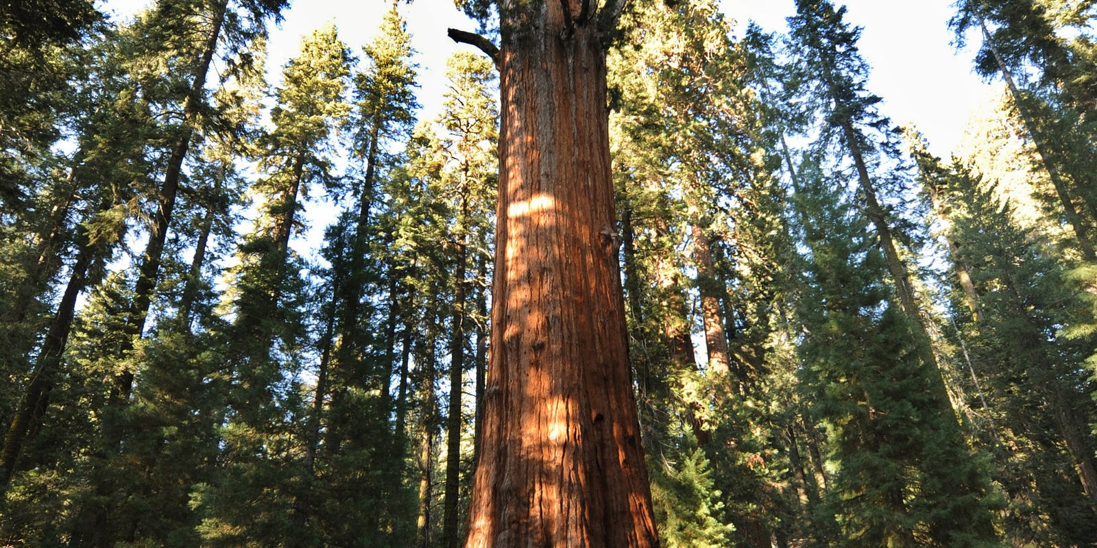 Could giant Sequoias be 8th wonder of the world?