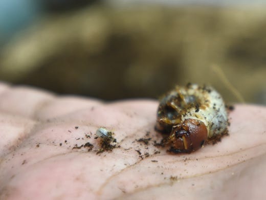 Coconut rhino beetles gnawing at Guam's image