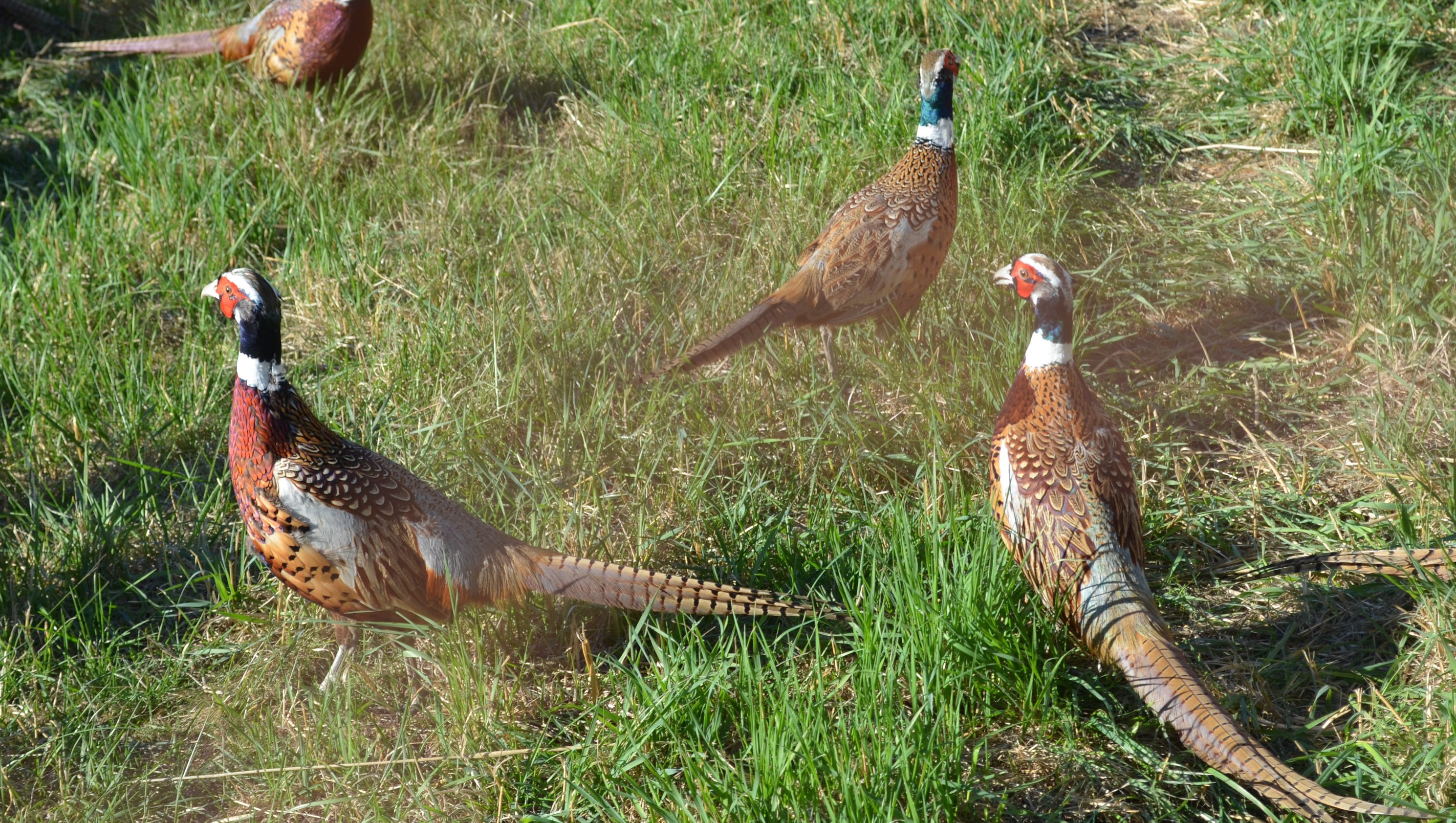 E.E. Wilson releases the pheasants