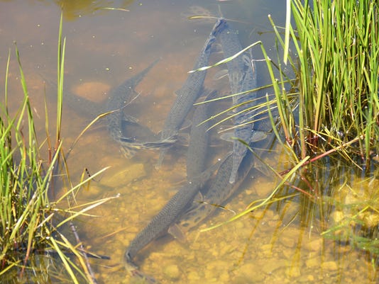 Meet the gar, a fish with a bum rap