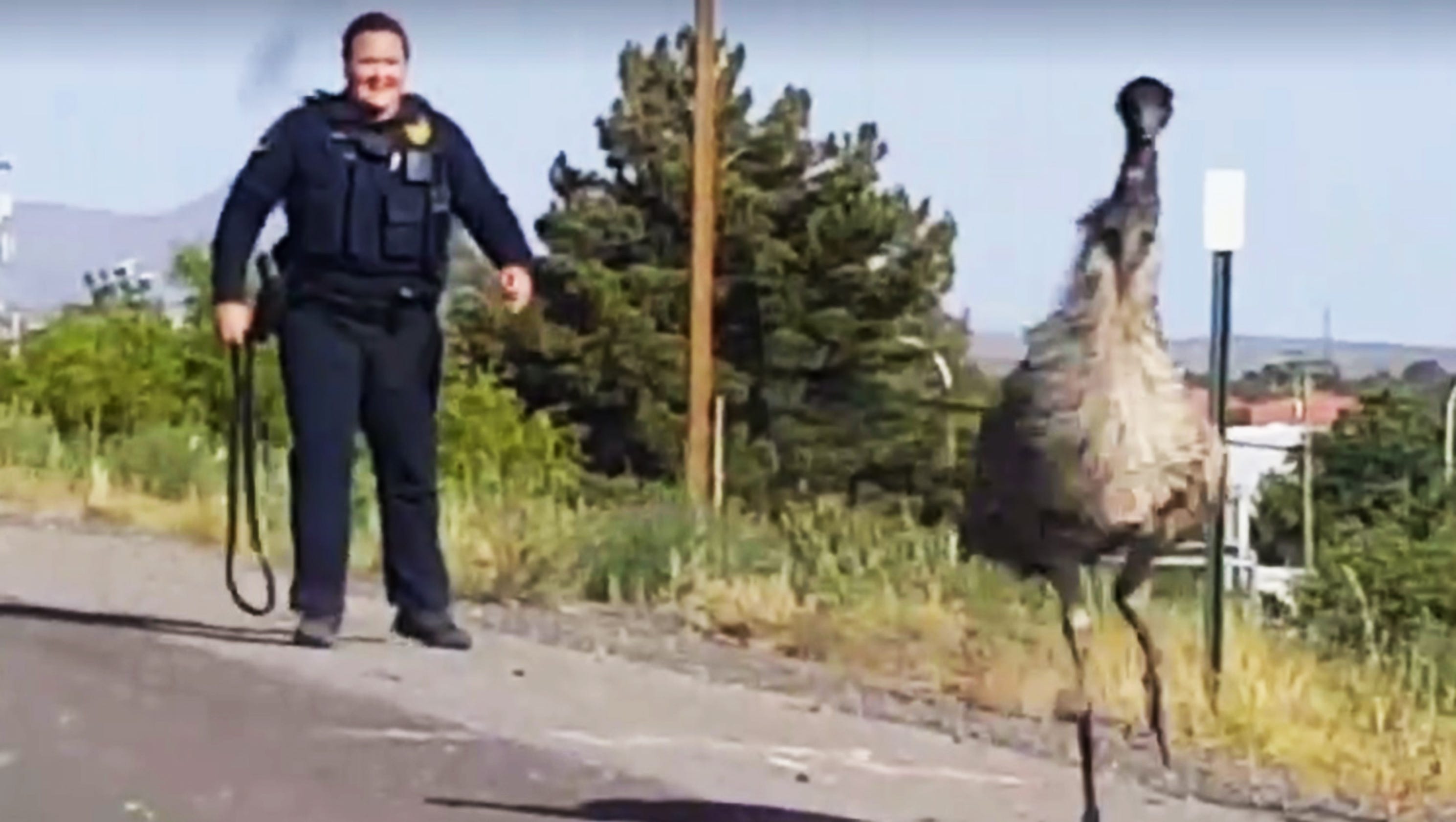 Emu on the loose in Las Cruces, chased by police
