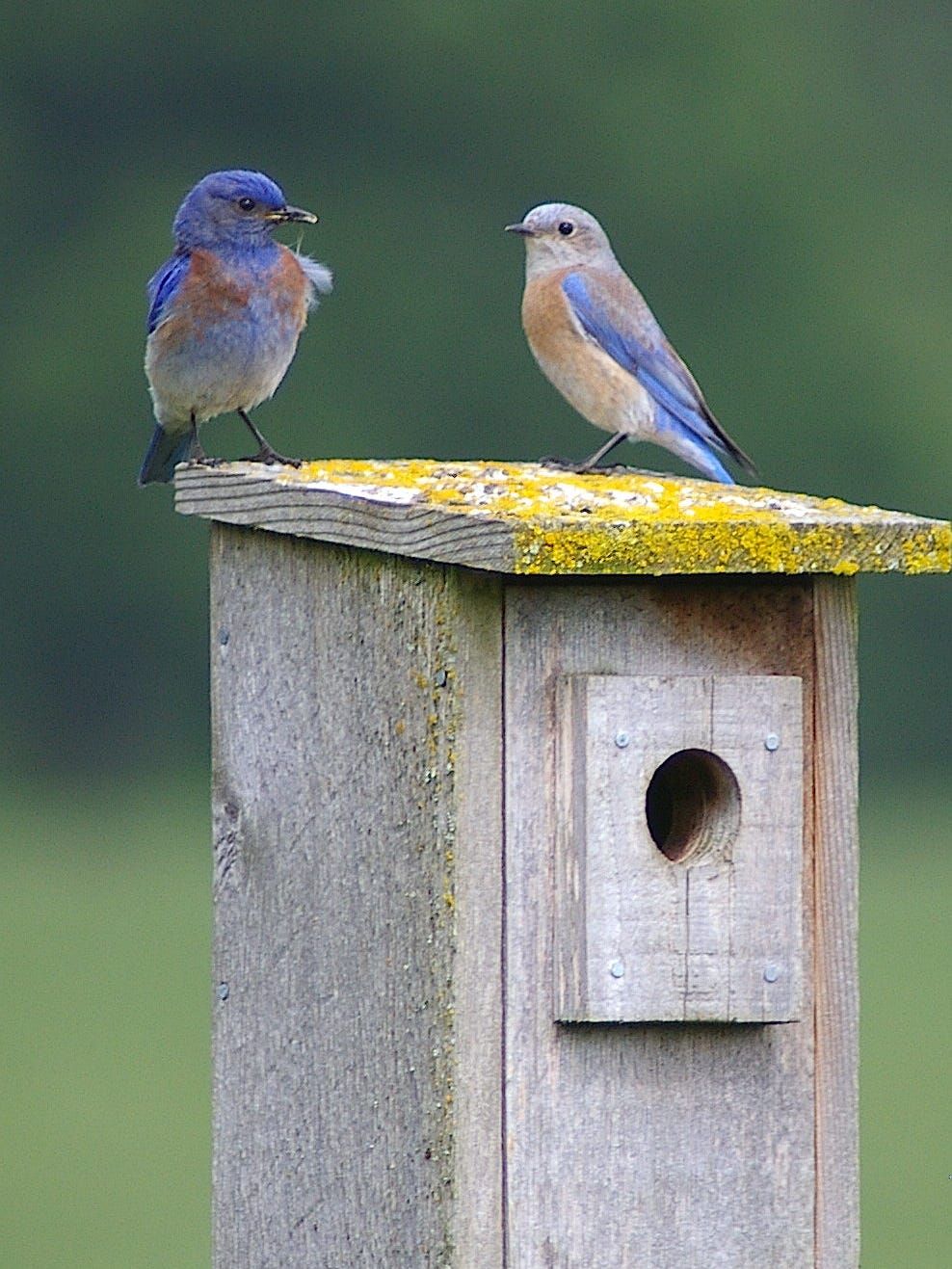 Western Bluebird Nest Box