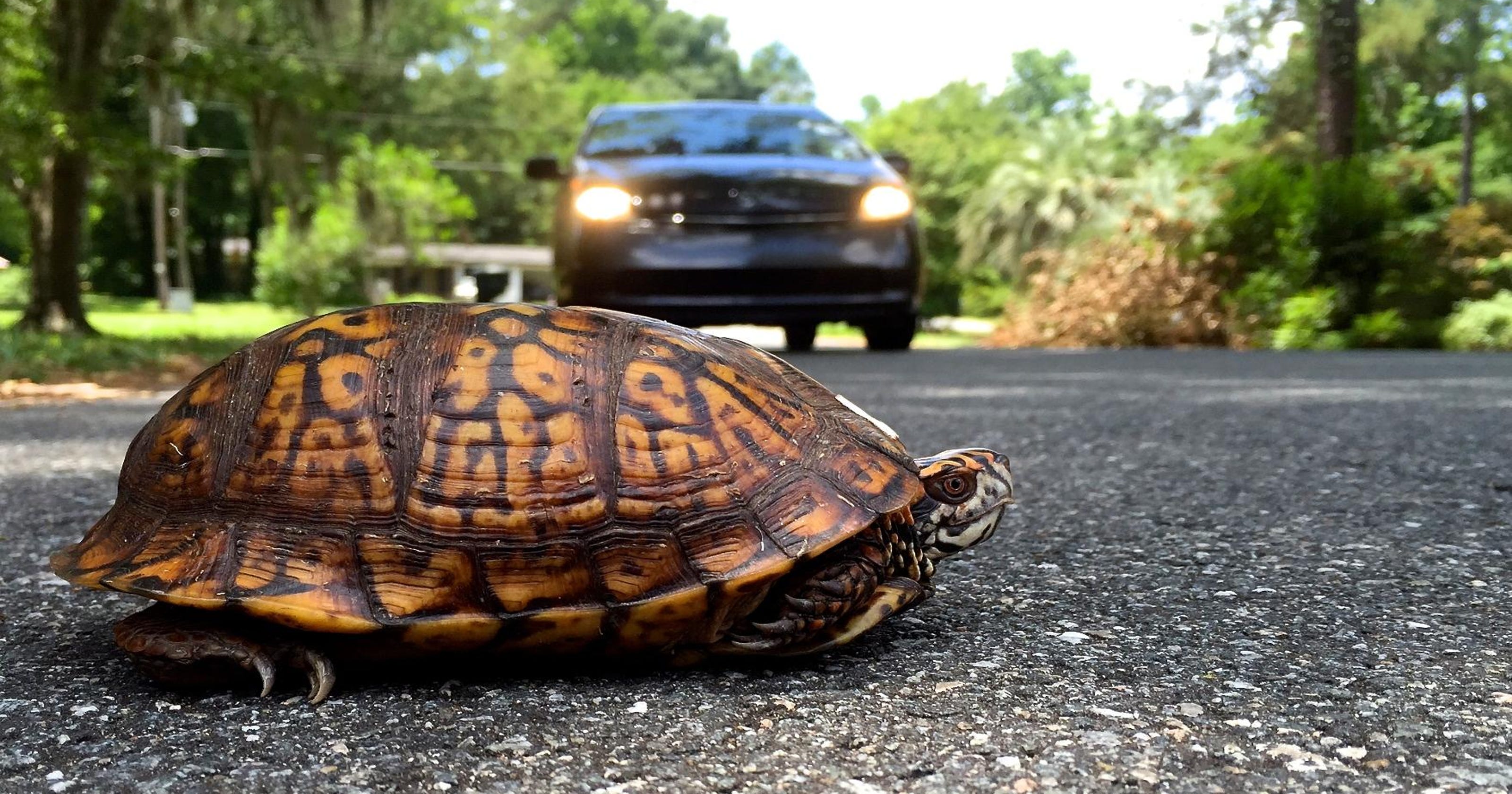 Turtles are on the move now — here’s how to help them