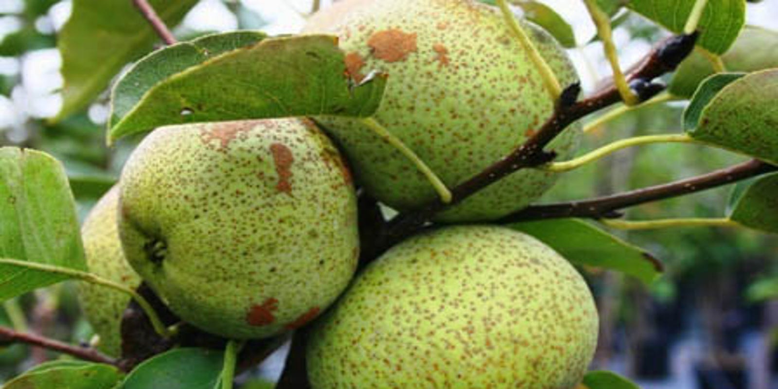 Sand pears are in season now