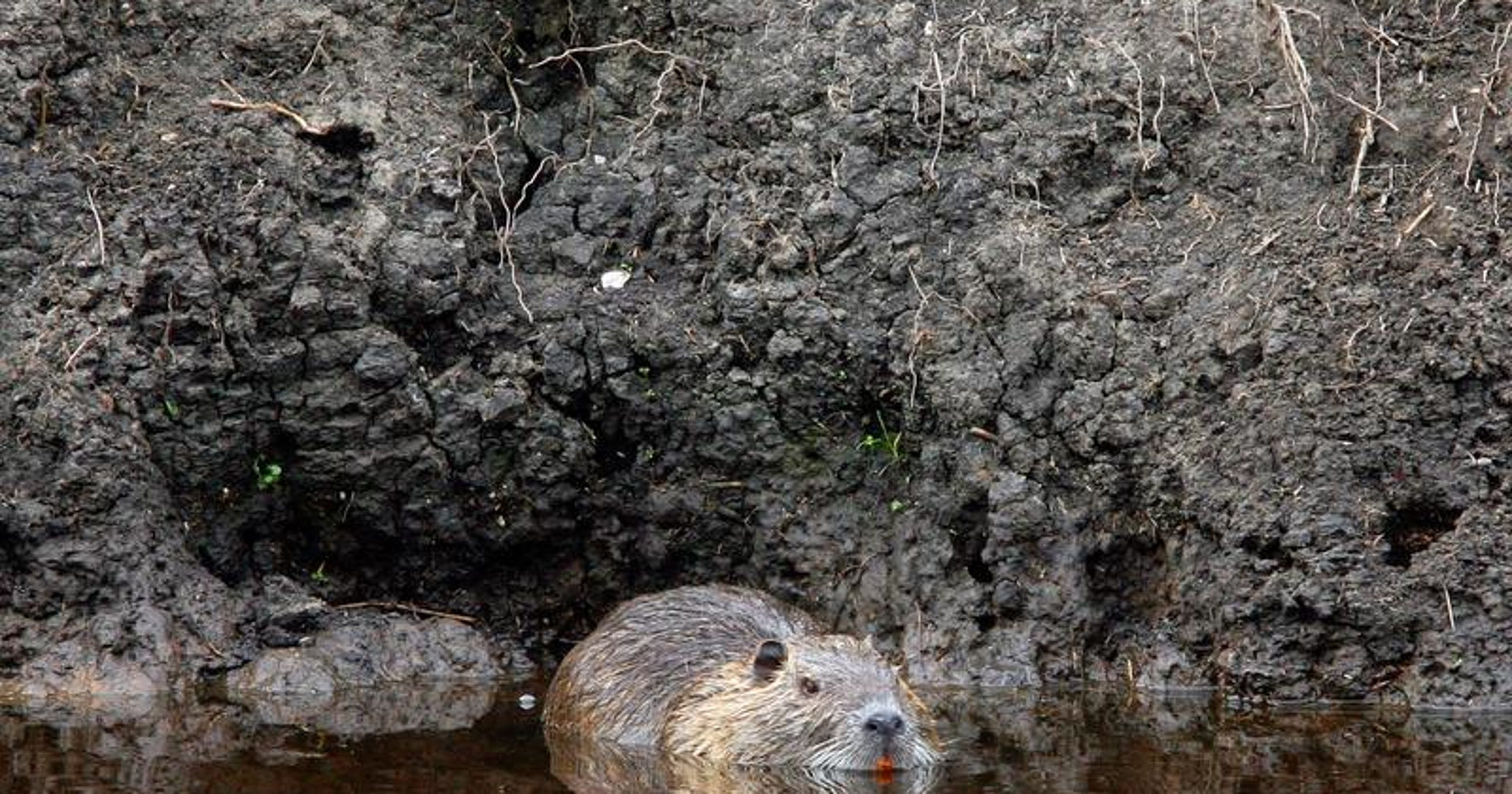 Bounty on nutria helps reduce wetland damage in La.