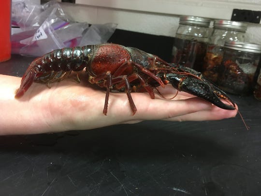 Cajun crayfish unwelcome Michigan visitors