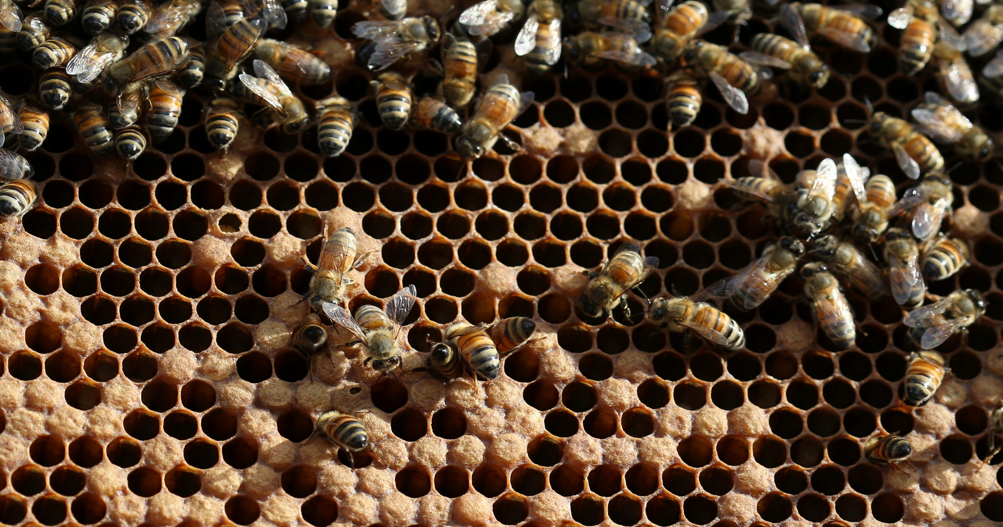 Honey bees in a struggle for survival