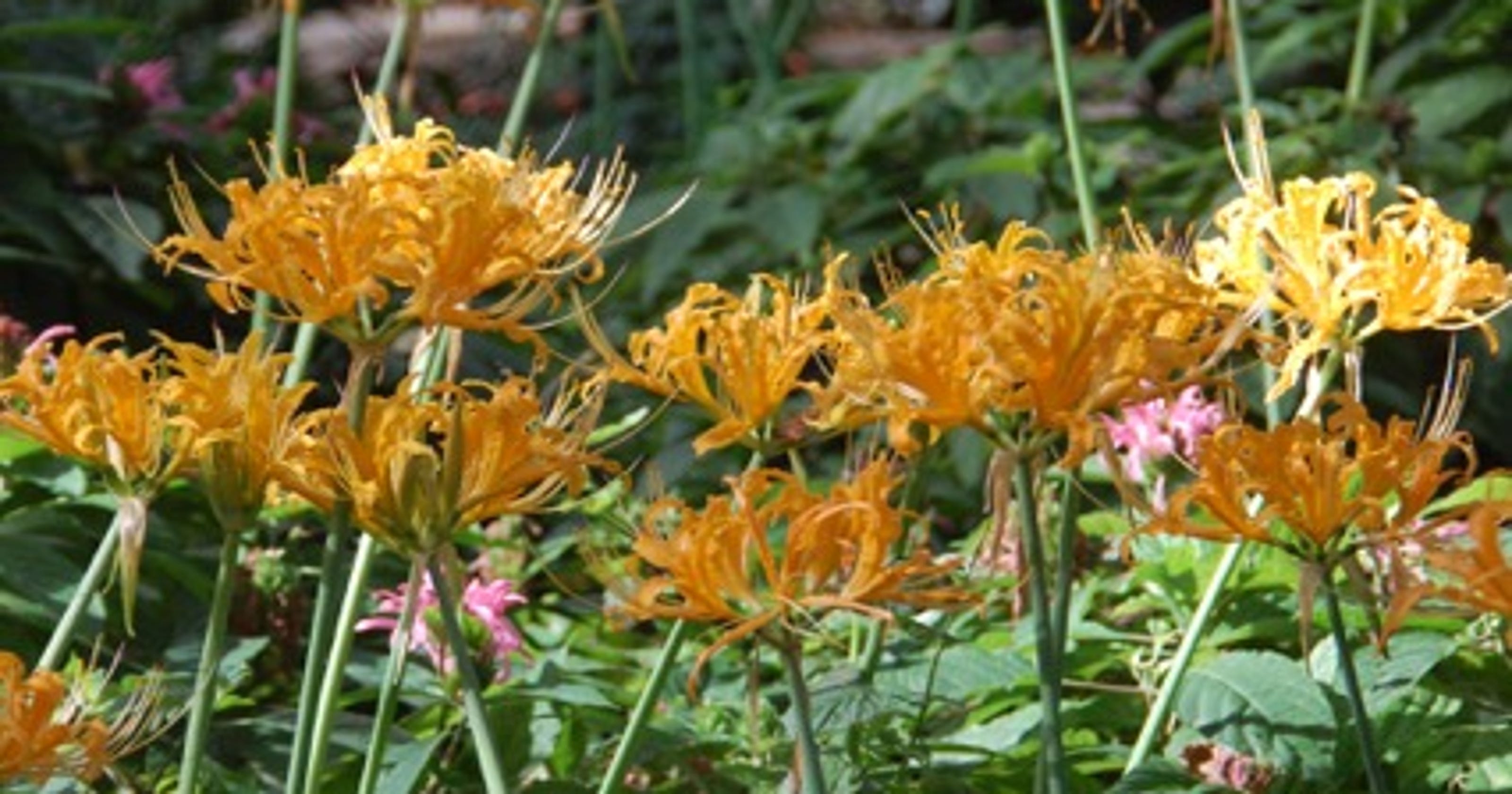 Hurricane lilies are magic in the fall garden