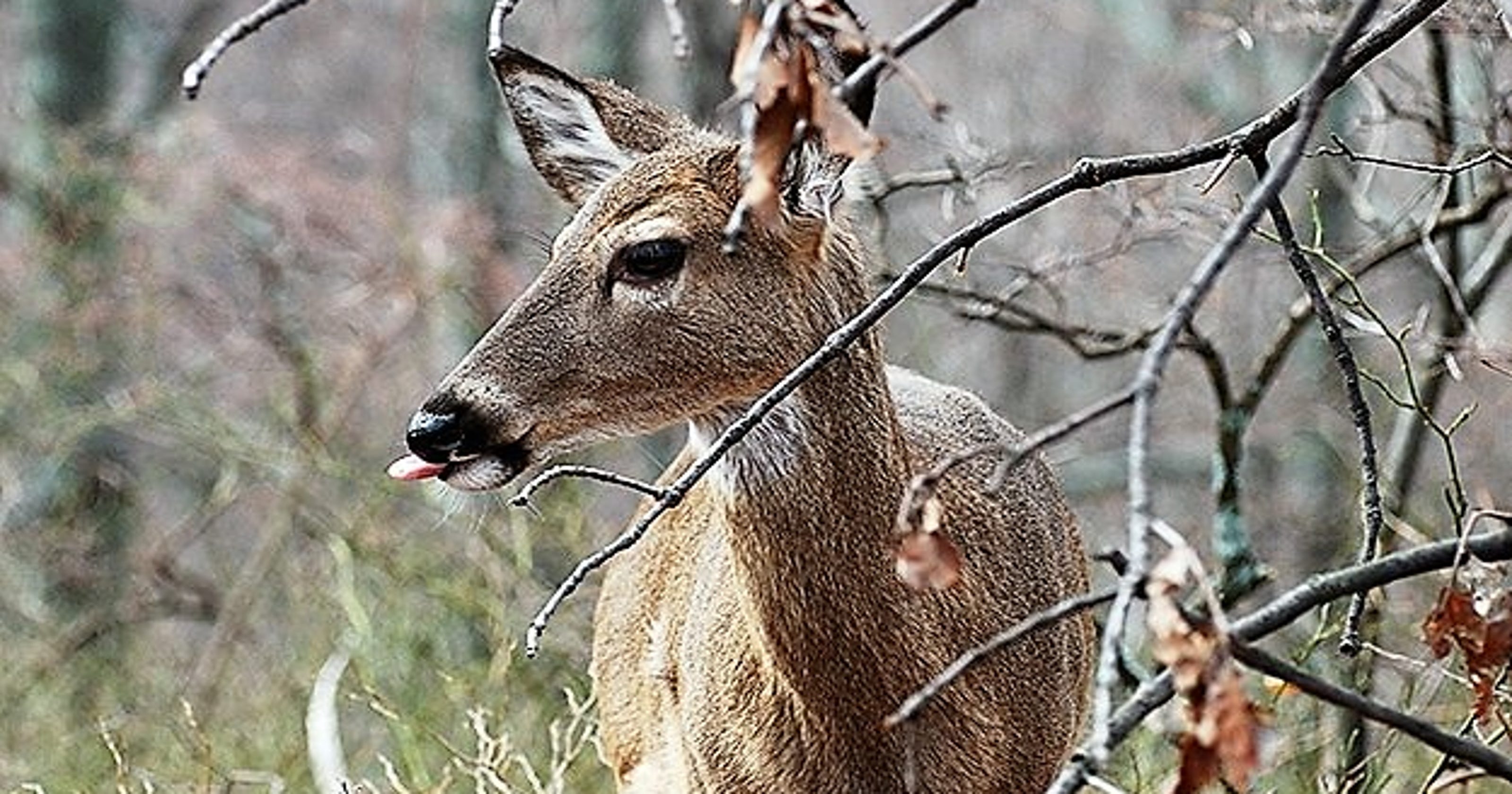 Tenn. hunters cussing, discussing antlerless deer rule