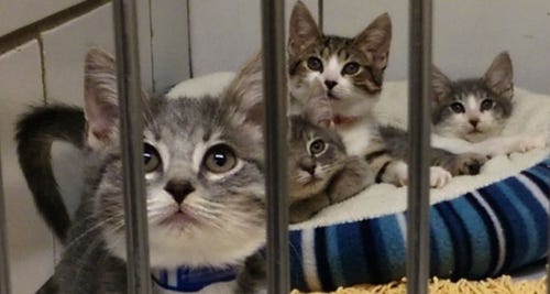 Cleveland APL announces "March Meowness" adoption event | wkyc.com