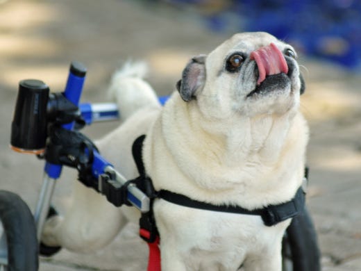 Wheelchair doesn't sideline this Merritt Island pug