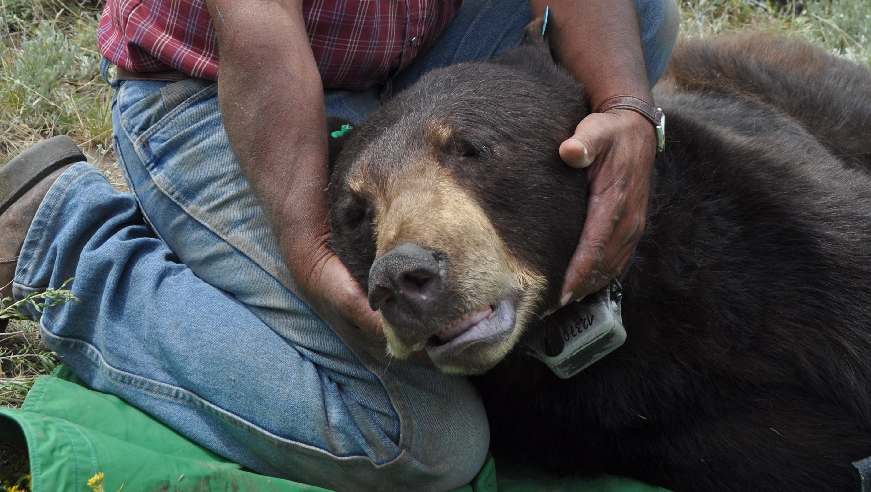 ‘Pioneering’ bears push east into Nevada