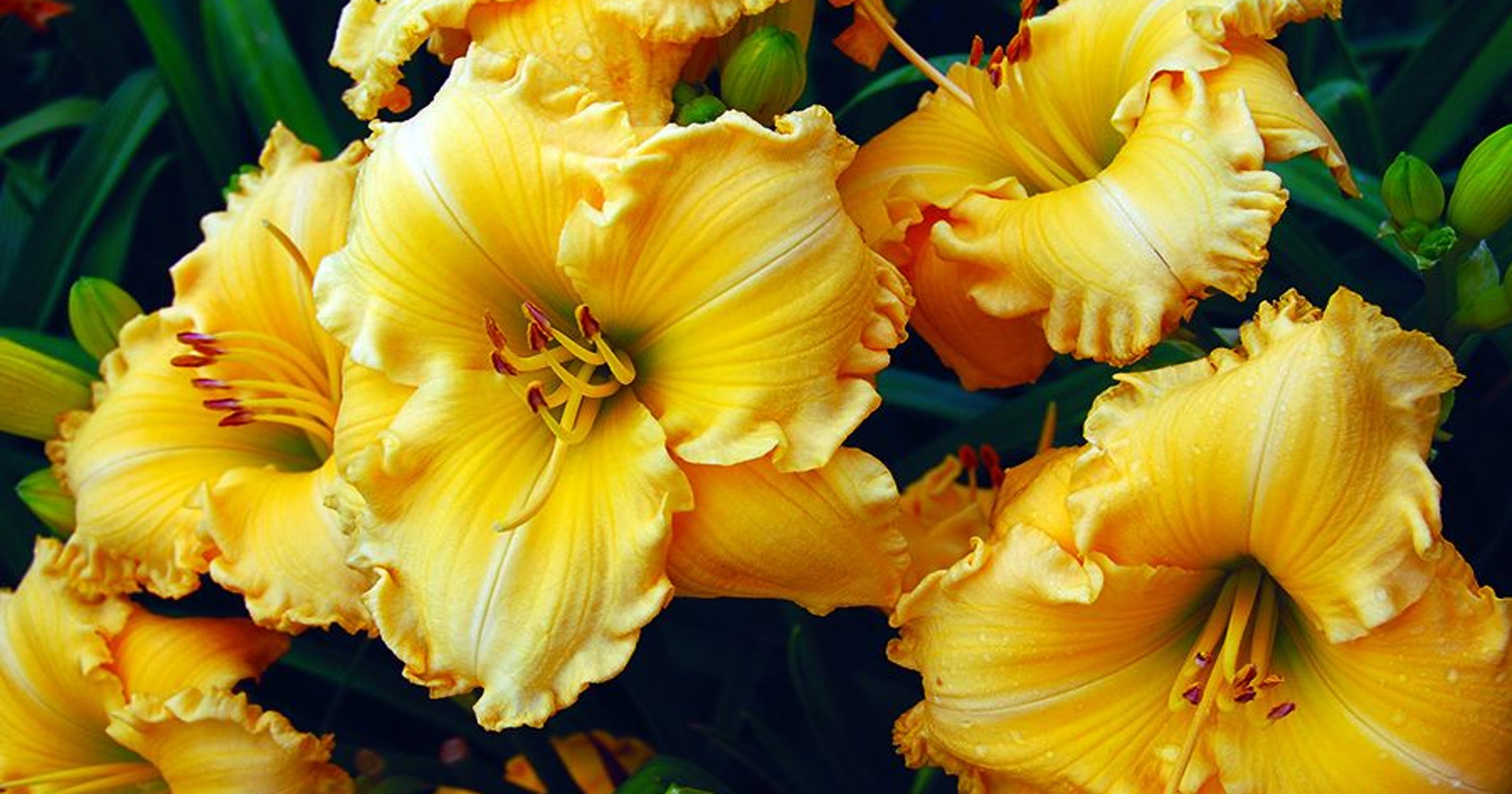 New daylily varieties from lavender to bright red