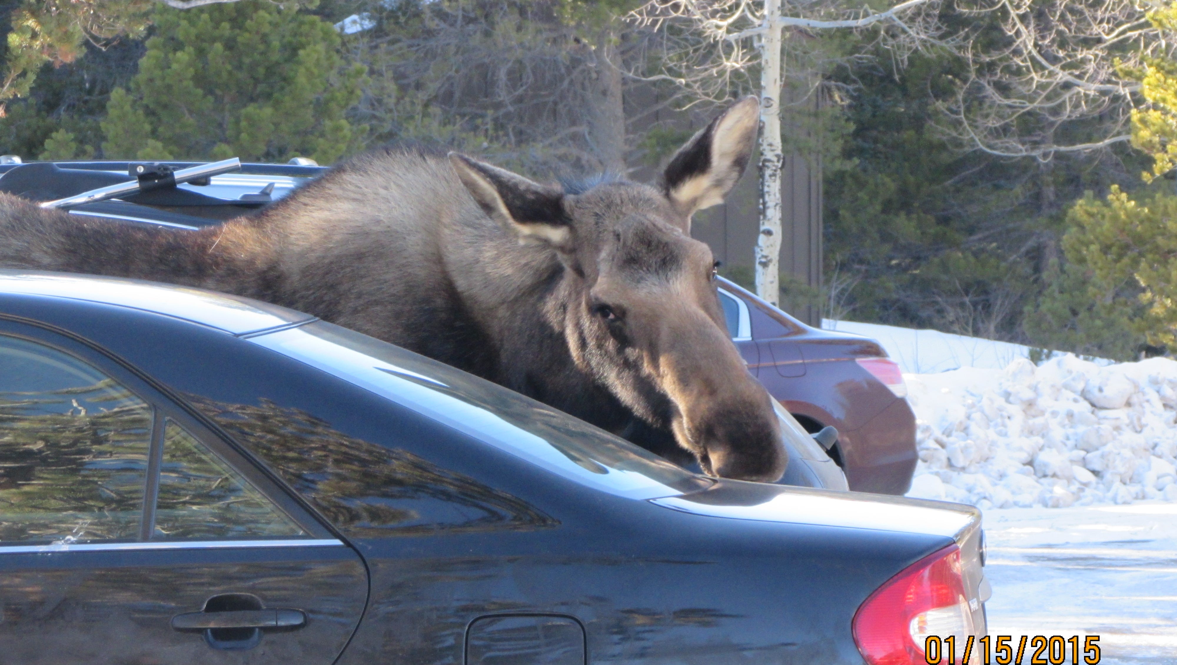 635570067623089716-21360802-source-moose.jpg?width=3200&height=1808&fit ...