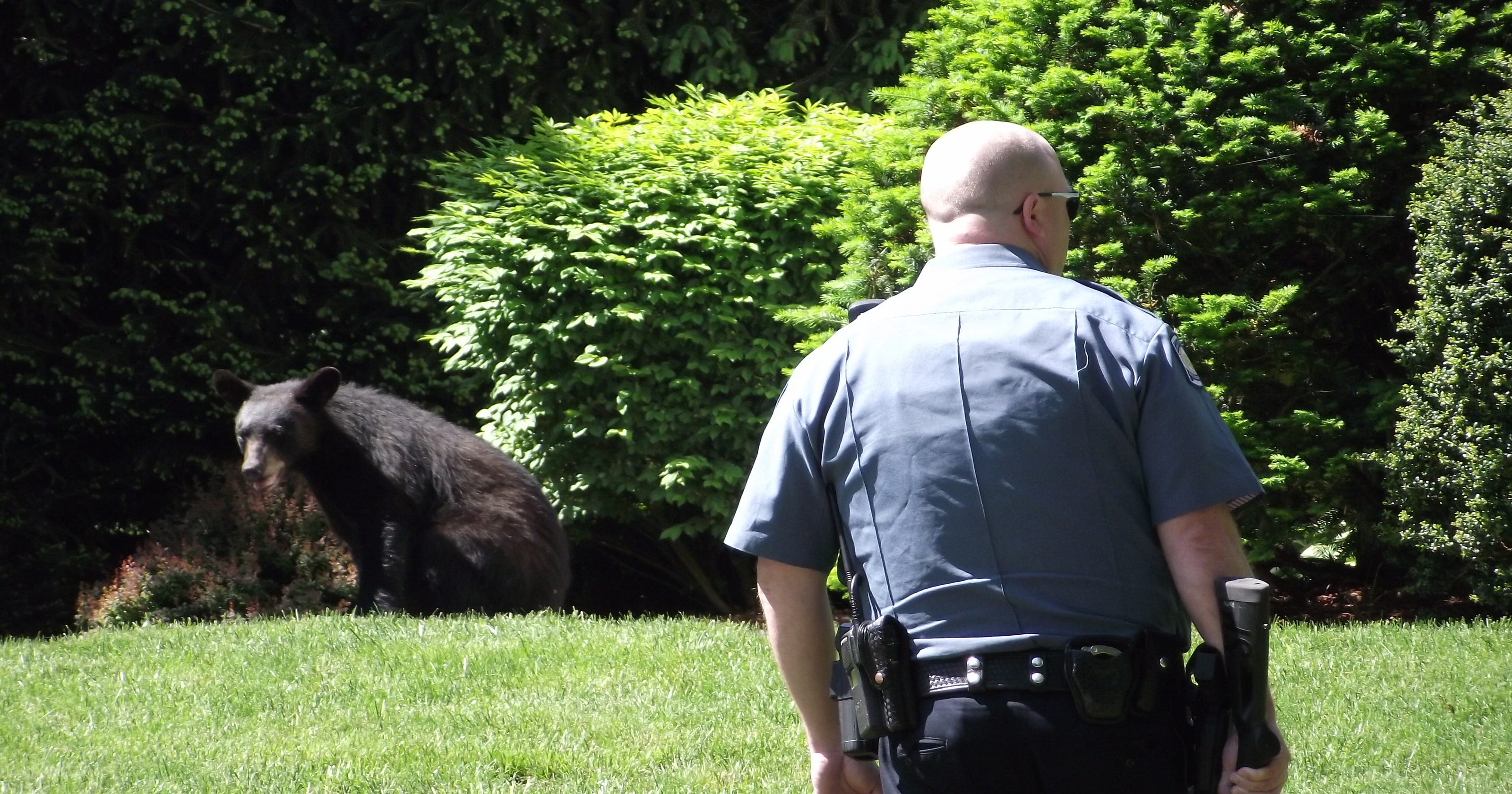 Reports show decline in New Jersey black bear complaints continues