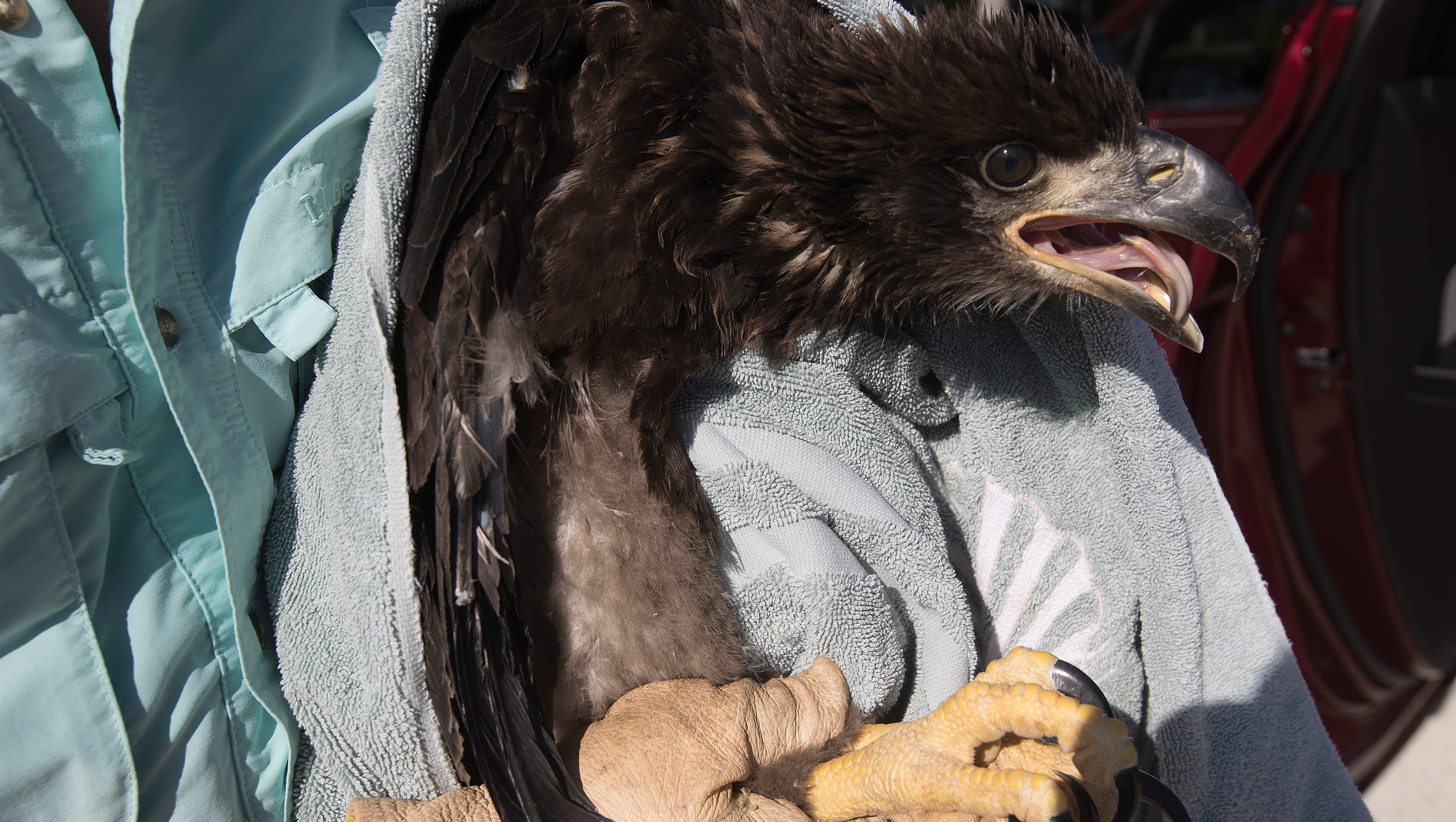 Baby eagle reunited with parents and sibling on Pine Island