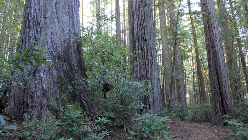 Two ways to explore Oregon's redwoods