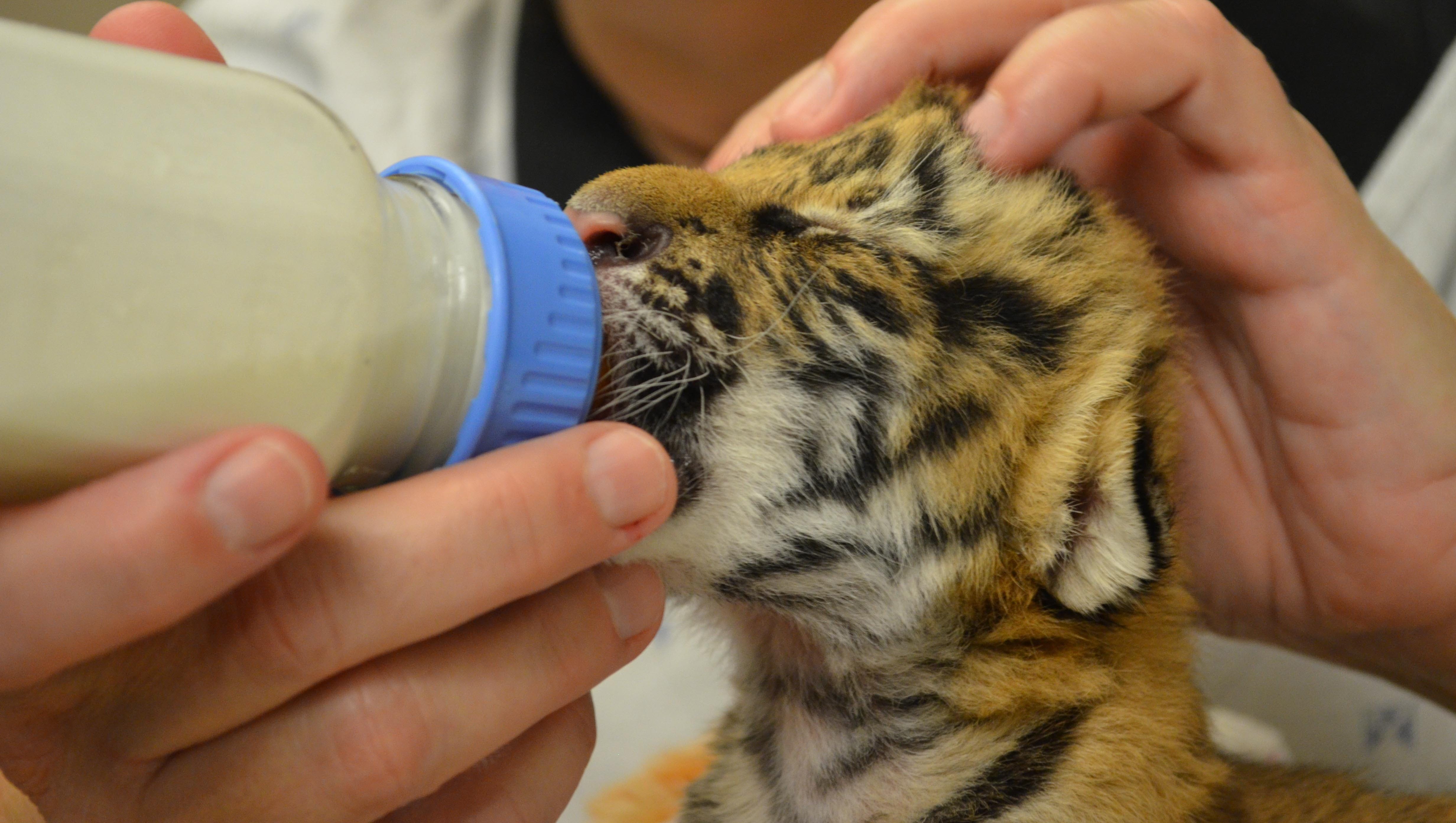 Genetically valuable Malayan tiger cubs born at Cincinnati Zoo