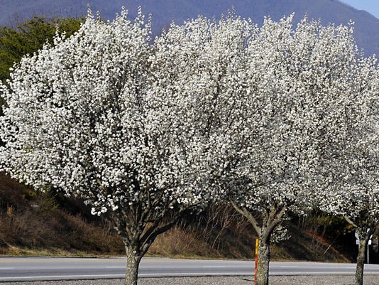 The Curse of the Bradford Pear