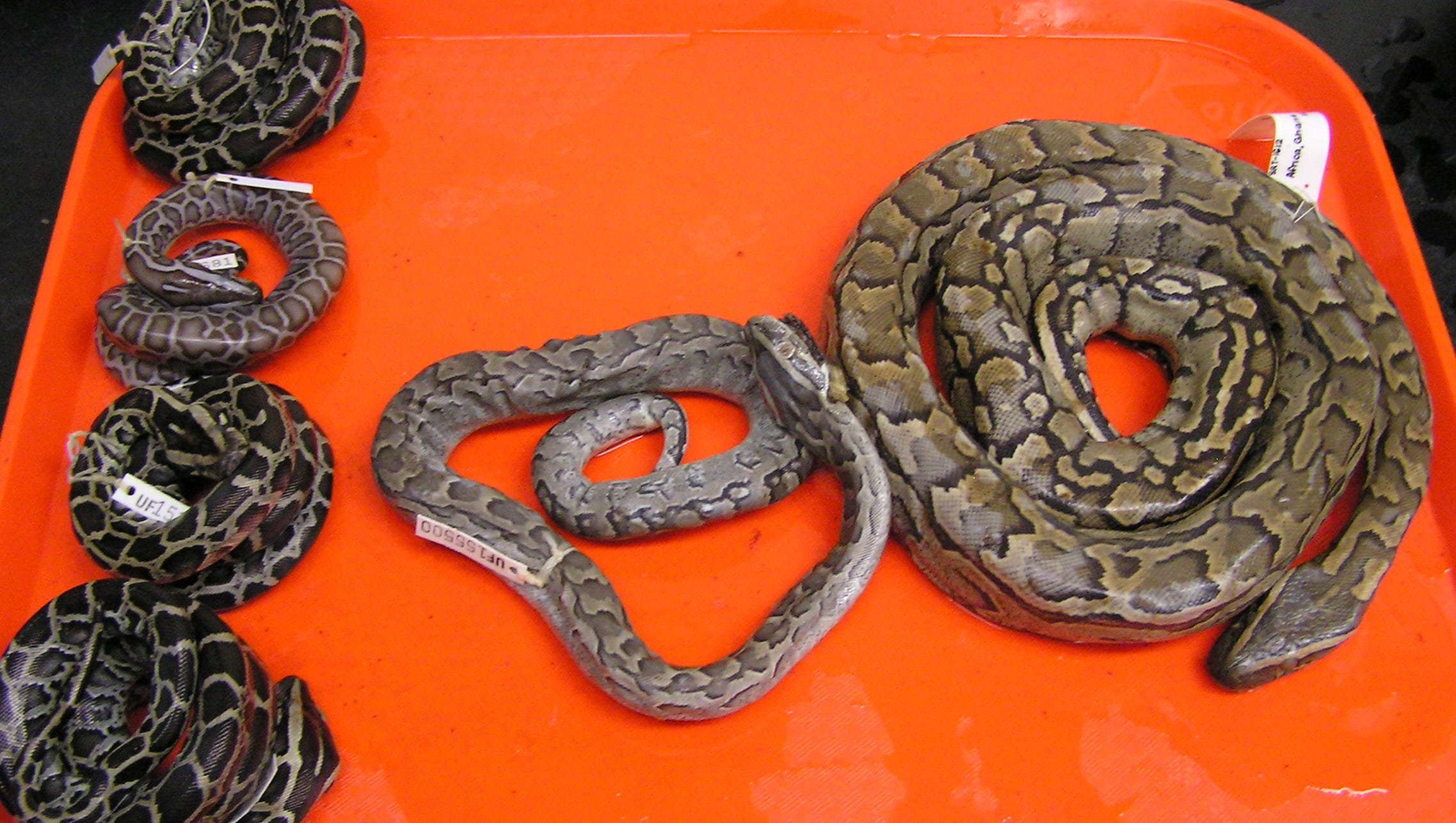 Python attacks and kills 60-pound Siberian husky