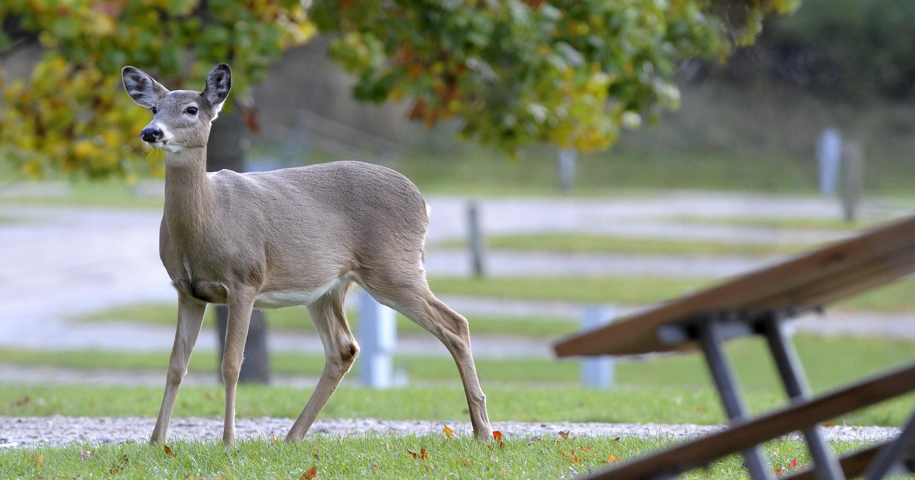 Chronic wasting disease threatens Michigan deer herd